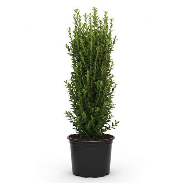 BELL NURSERY 3 Gal. Sky Pencil Holly (Ilex crenata) Live Evergreen ...