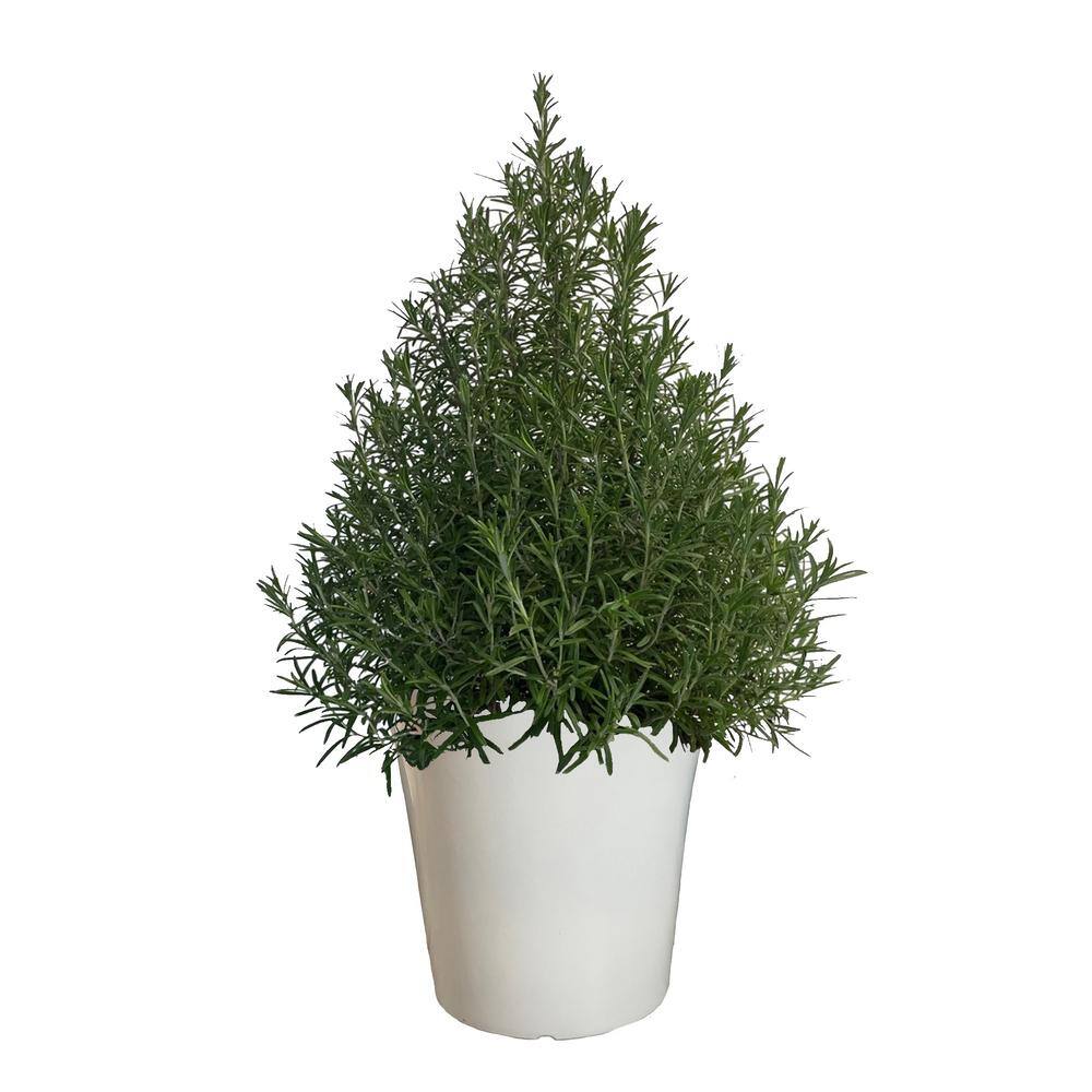 1 Gal. Rosemary Evergreen Holiday Plant in Decorative White Pot with ...