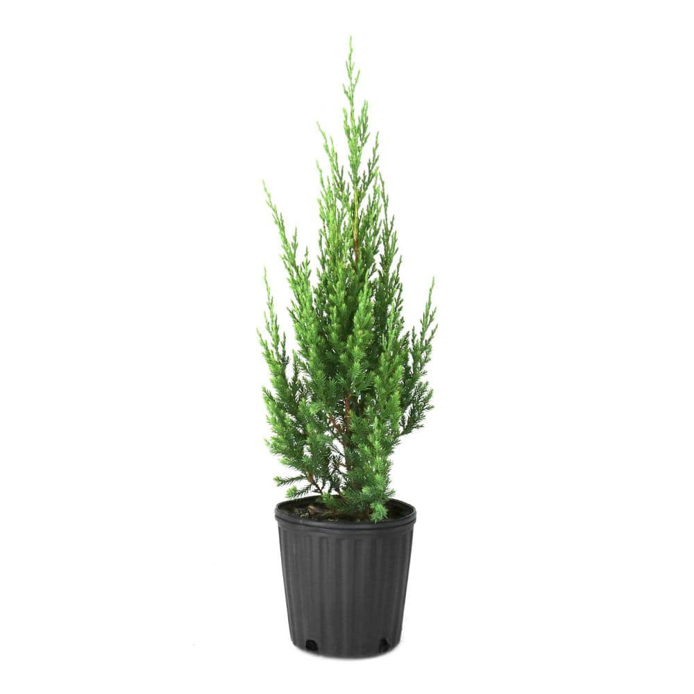 national PLANT NETWORK 3 gal. Juniper Blue Point Shrub HD2783 - The ...