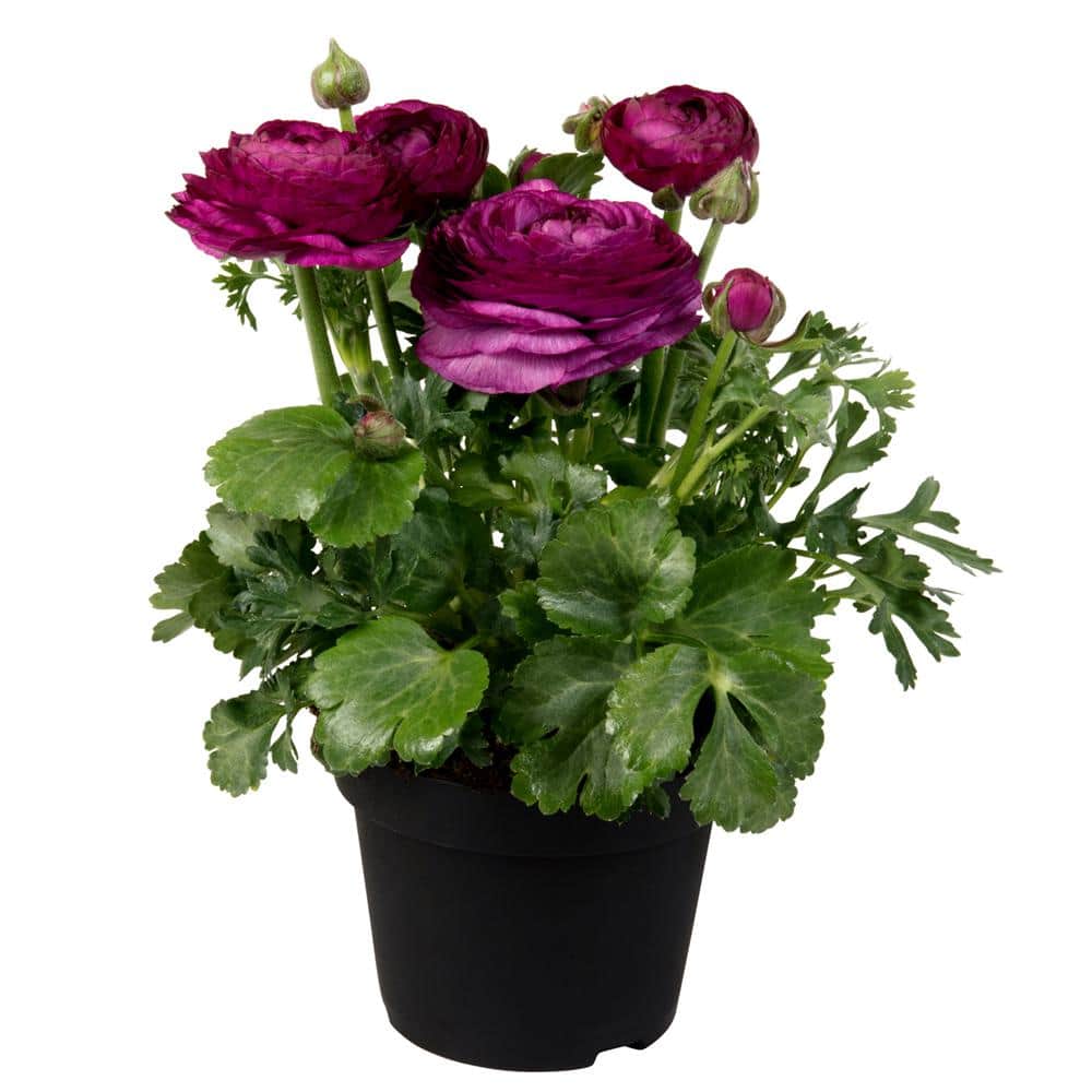 1.0 PT Assorted Flowering Perennial Ranunculus 439921 - The Home Depot