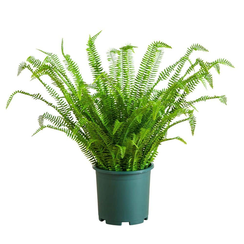 Nearly Natural 3ft. UV Resistant Artificial Boston Fern Plant with Real ...
