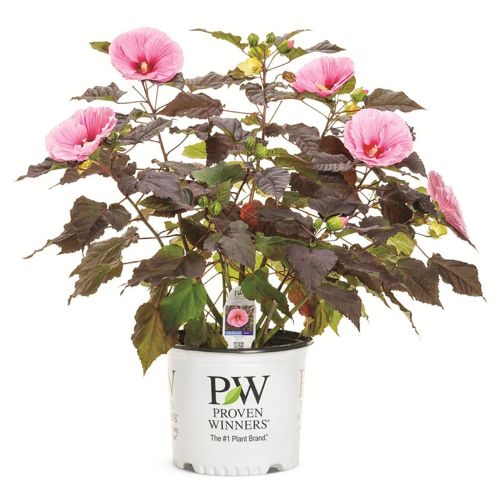 Proven Winners 2 Gal. Summerific Edge of Night Rose Mallow (Hibiscus ...