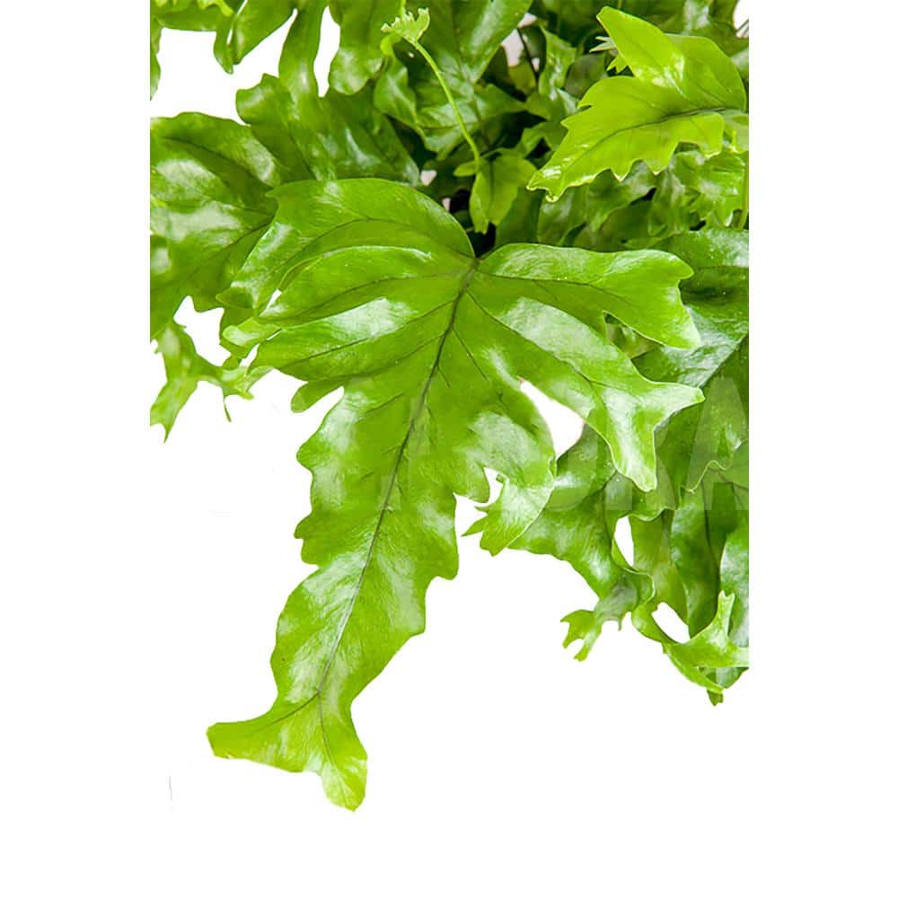 I Tropicals Diamond Fern (xPhlebasia) Plant 8 in. Hanging Basket ...