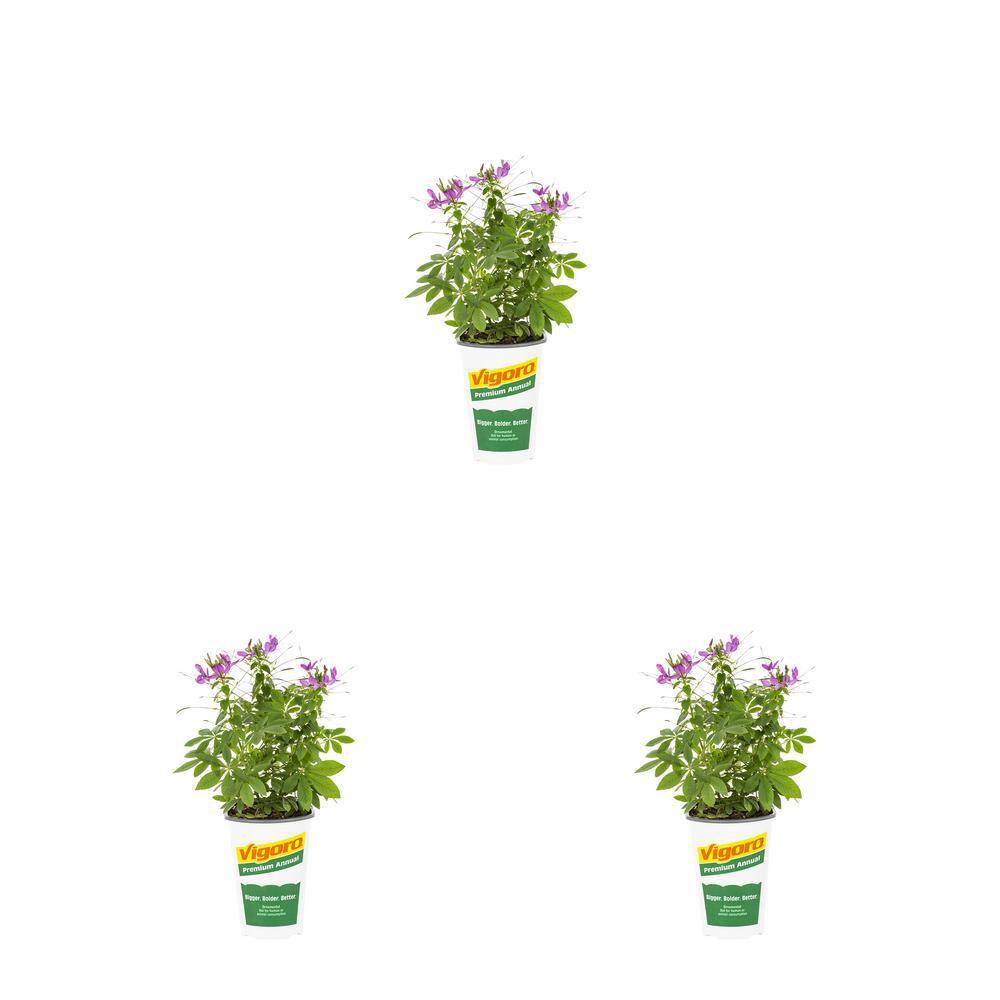 Vigoro 2 qt. Cleome Spider Flower Sparkler 2.0 Purple Annual Plant (3 ...