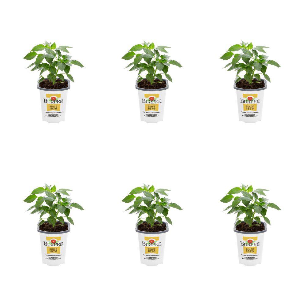 METROLINA GREENHOUSES 1 Pt. Pepper Red Standard Green Edible Plant (6 ...
