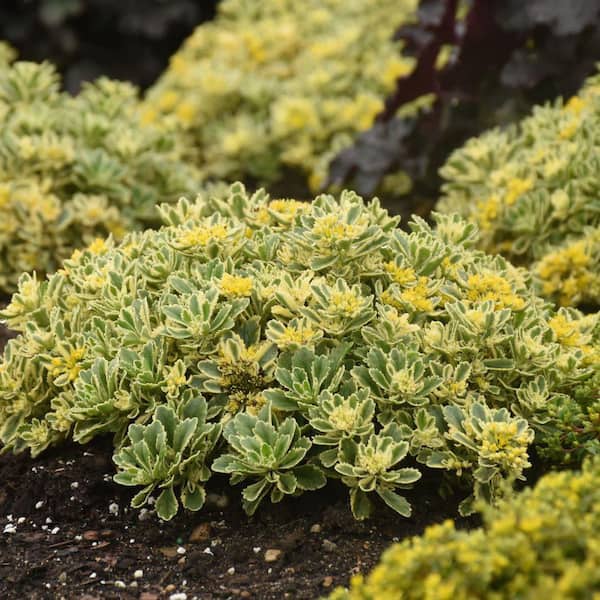 Proven Winners 4.5 in. Qt. Rock N Grow Midnight Velvet Stonecrop (Sedum ...
