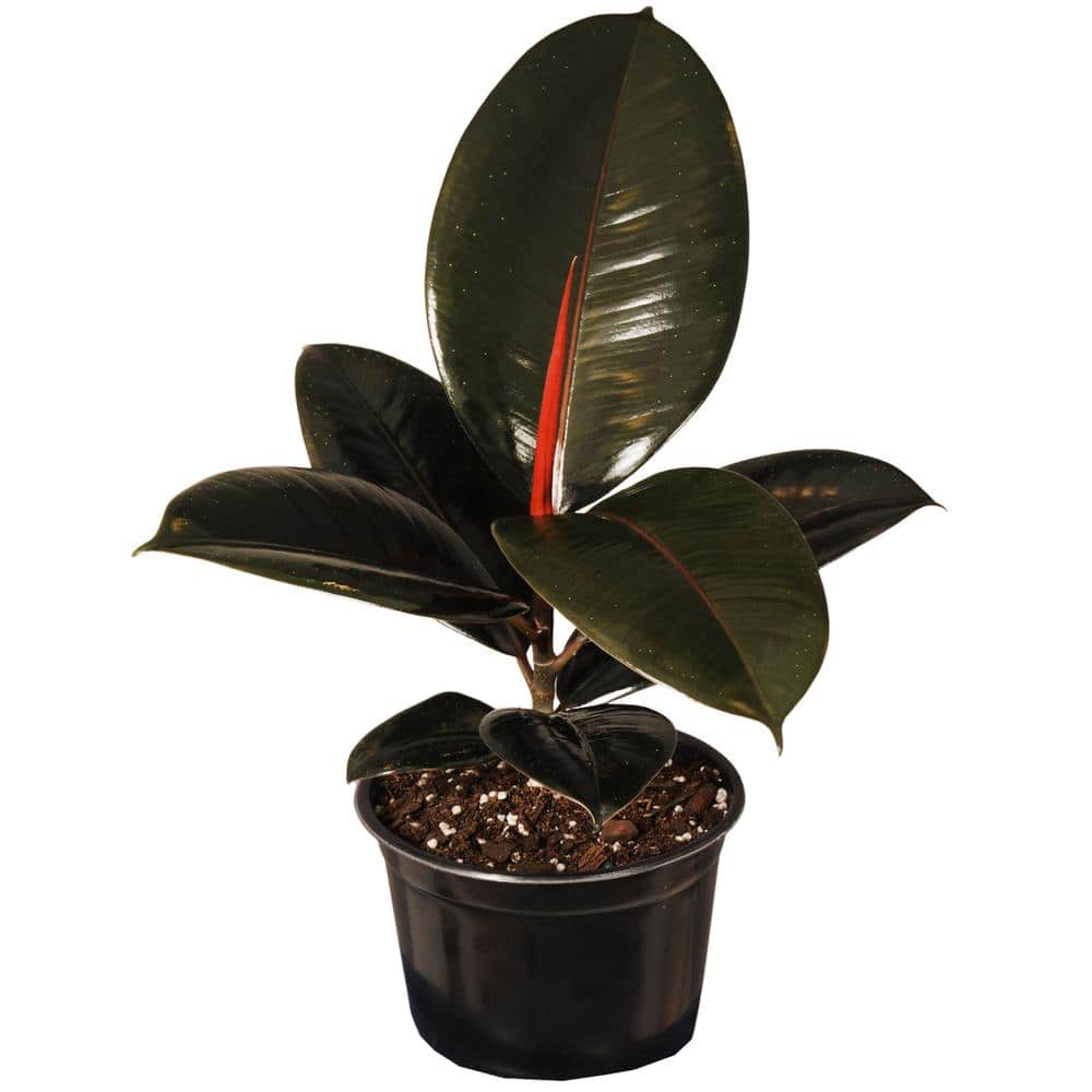 United Nursery 14 in. Tall to 21 in. Tall Ficus Elastica Burgundy Live ...