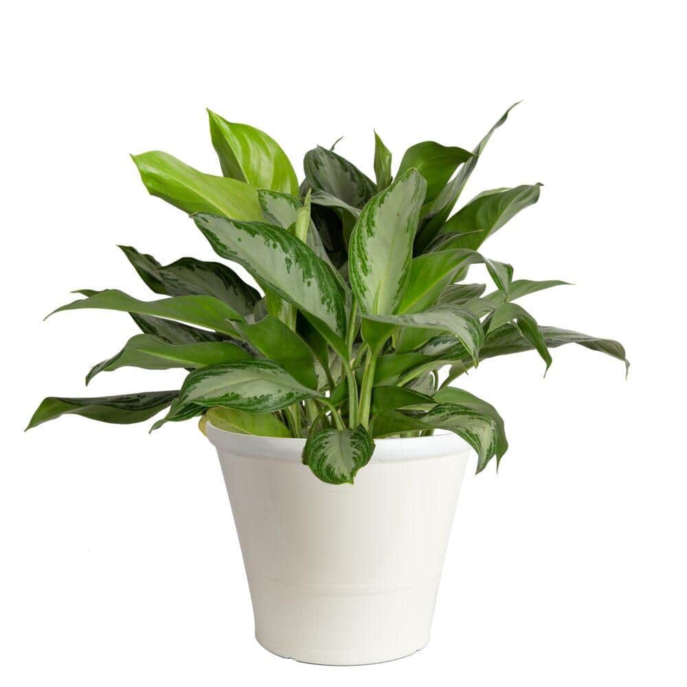 Vigoro 13 in. Vigoro Aglaonema Silver Bay Plant in Deco Pot ASB12HAV ...