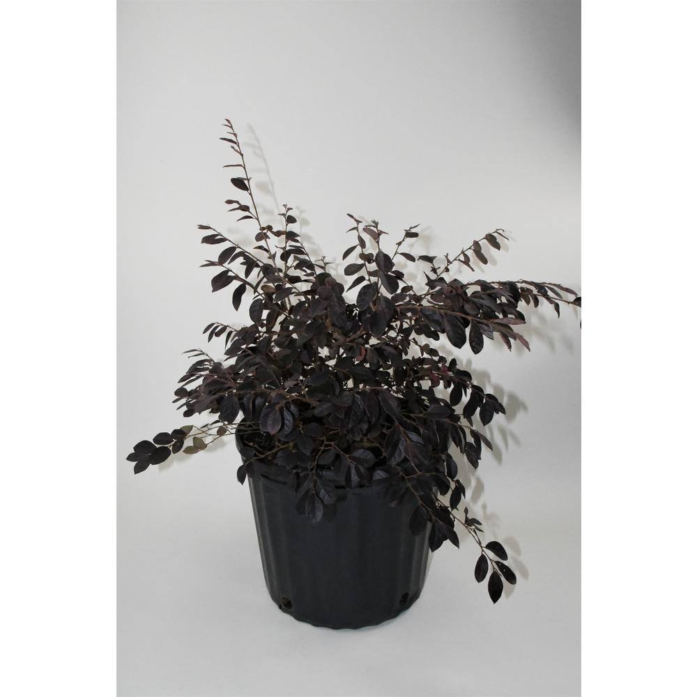 3G Loropetalum Ruby Flowering Shrub Pink LORRUBRD3GL - The Home Depot