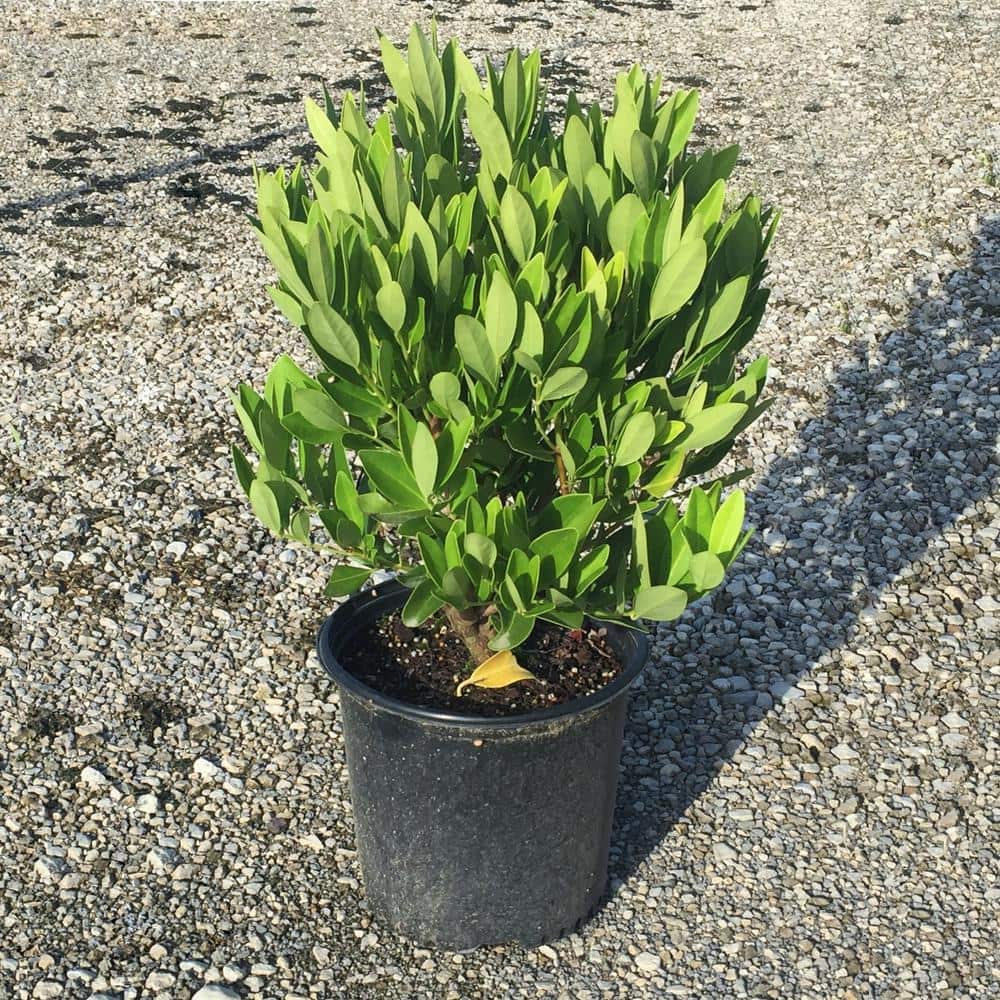 FLOWERWOOD 2.5 Gal - Small Anise Tree Illicium Parviflorum Plant with ...
