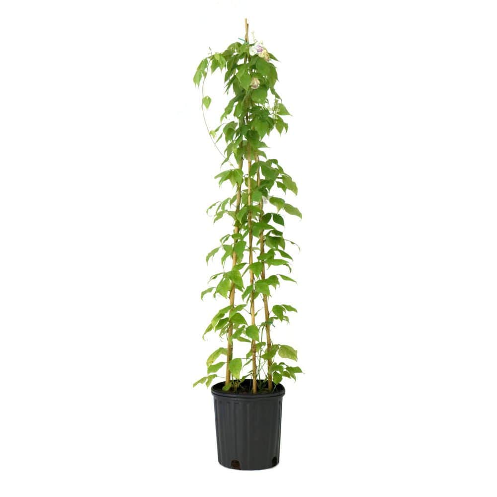 national PLANT NETWORK 1 gal. Corkscrew Vine HD3207 - The Home Depot