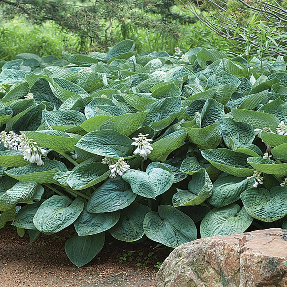 METROLINA GREENHOUSES 2.5 Qt. Blue Angel Hosta Plant 2090 - The Home Depot