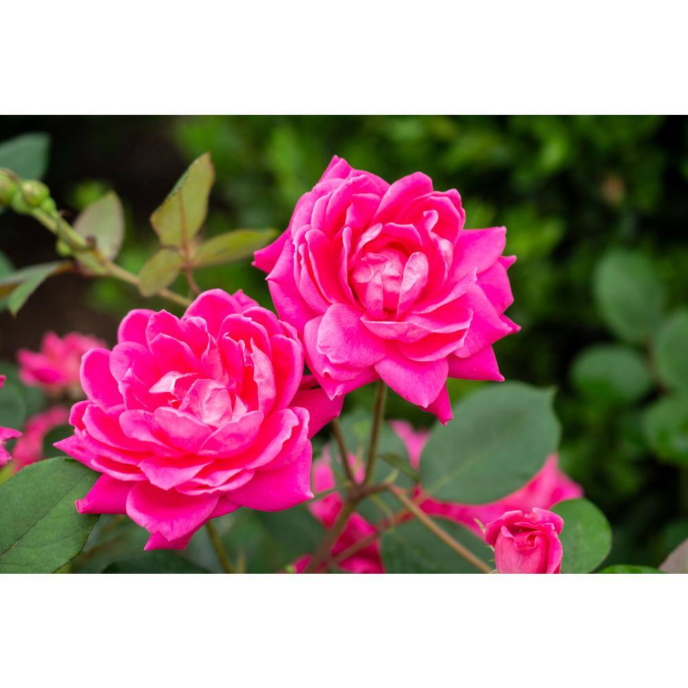 KNOCK OUT Dormant Bareroot Pink Double Knock Out Rose Tree with Pink ...
