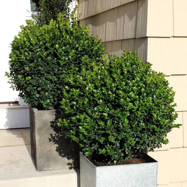 Evergreen Boxwood Shrub Sprinter Boxwood Shrub - 3 Gallon Proven ...