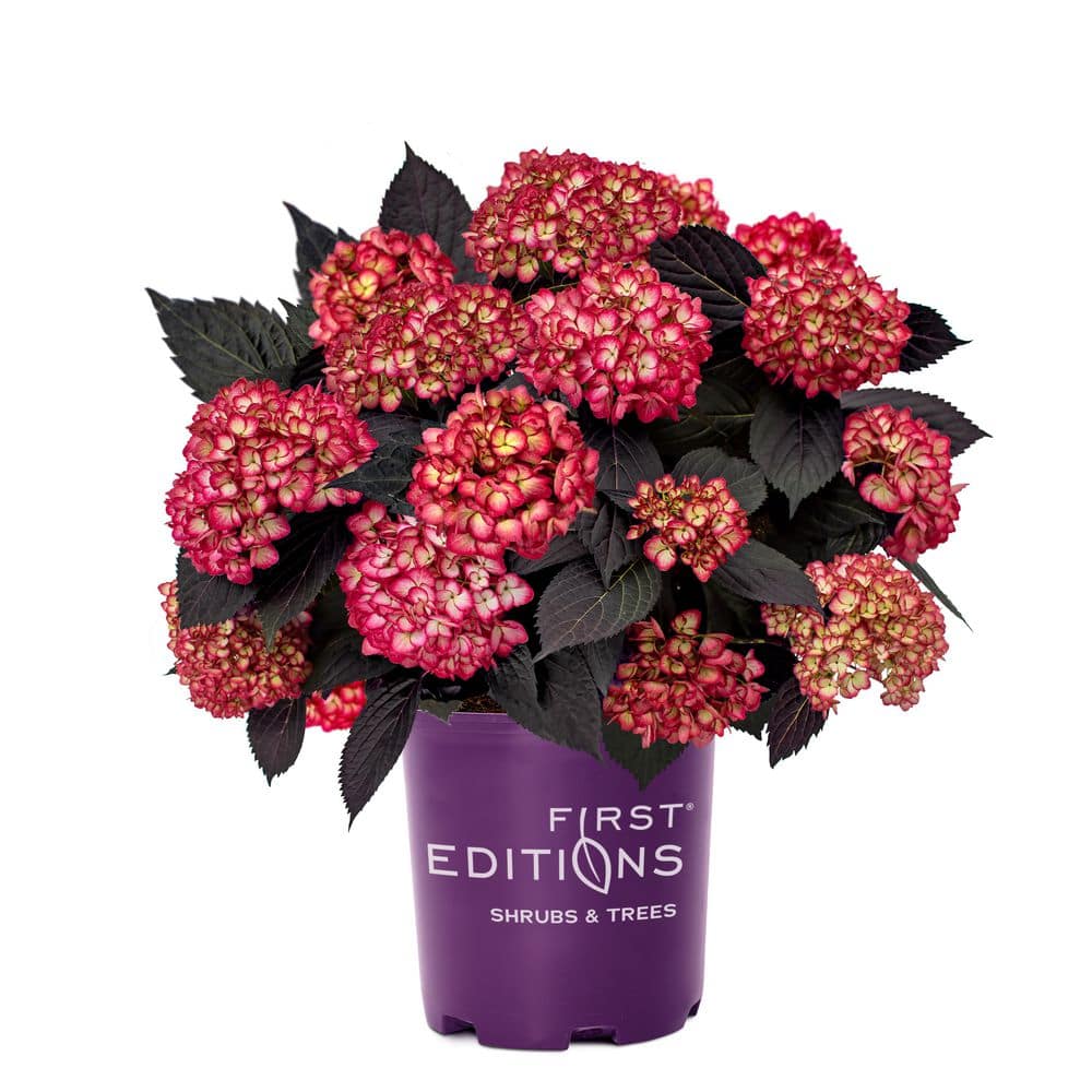 FIRST EDITIONS 2 Gal. Eclipse Bigleaf Hydrangea Plant-Deciduous Shrub ...
