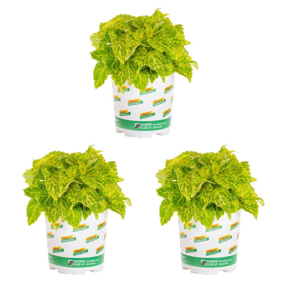 Vigoro 2QT Painted Nettle Mainstreet River Walk Plant with No Blossom ...