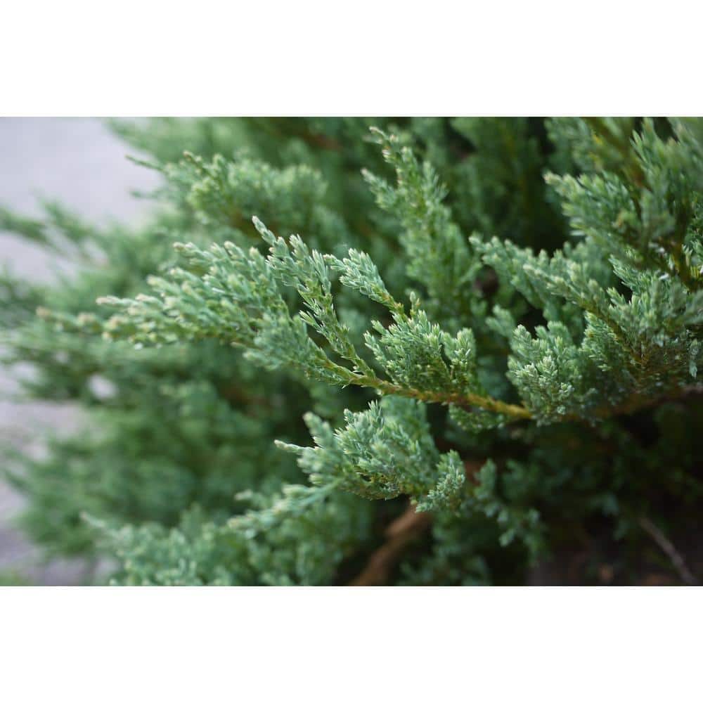 BELL NURSERY 1 Gal. Blue Rug Creeping Juniper Live Evergreen Shrub ...