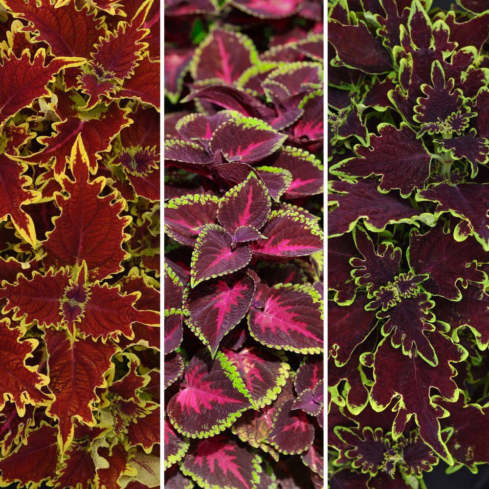 national PLANT NETWORK 2.5 in. Coleus Kaleidoscope Annual Plant ...