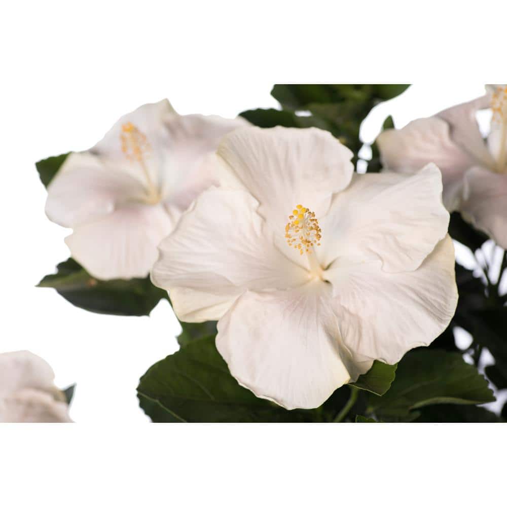 HOLLYWOOD HIBISCUS 2 Gal. Assorted Colors Hibiscus Tropical Hibiscus ...