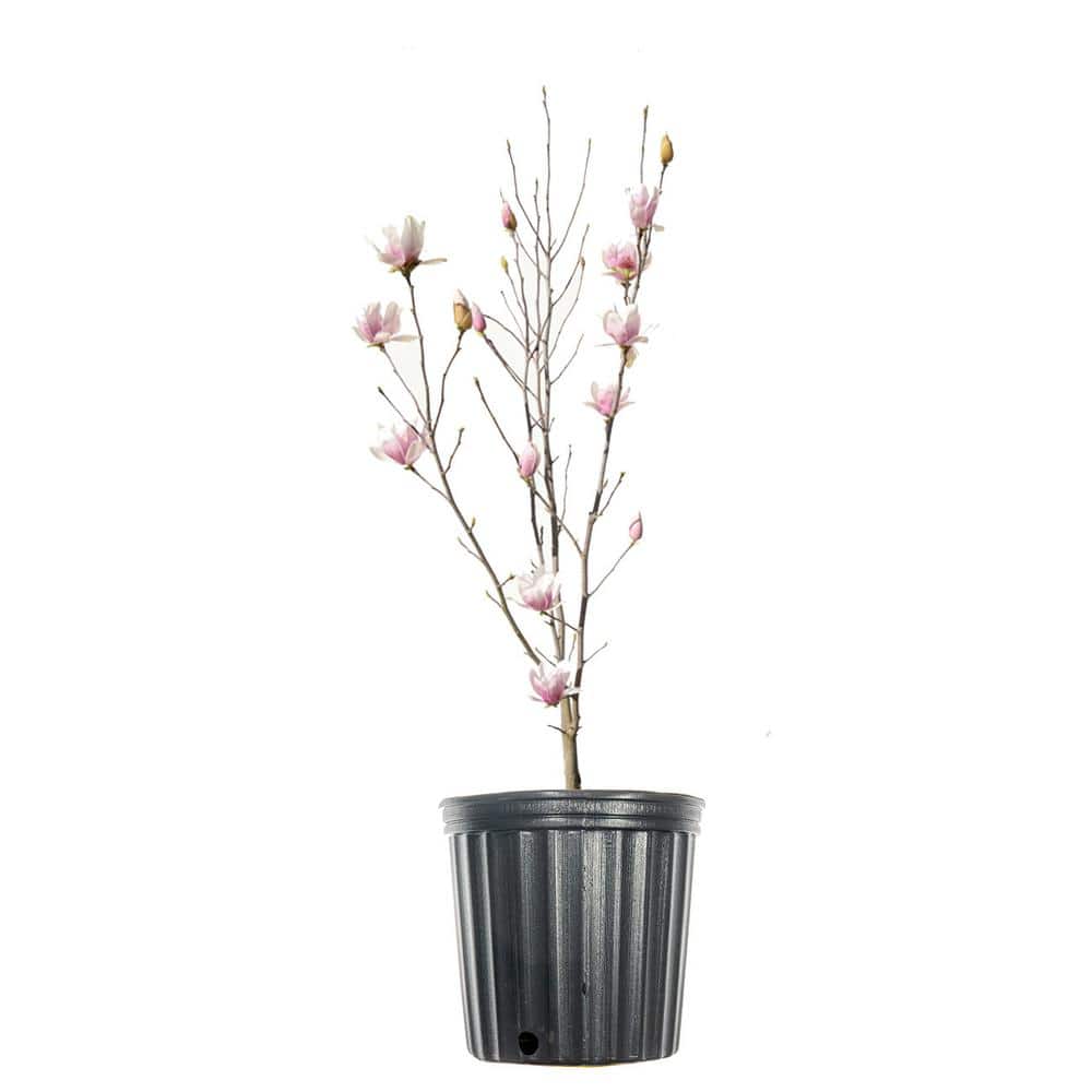 Perfect Plants 1 Gal. Alexandrina Magnolia Tree In Growers Pot ...