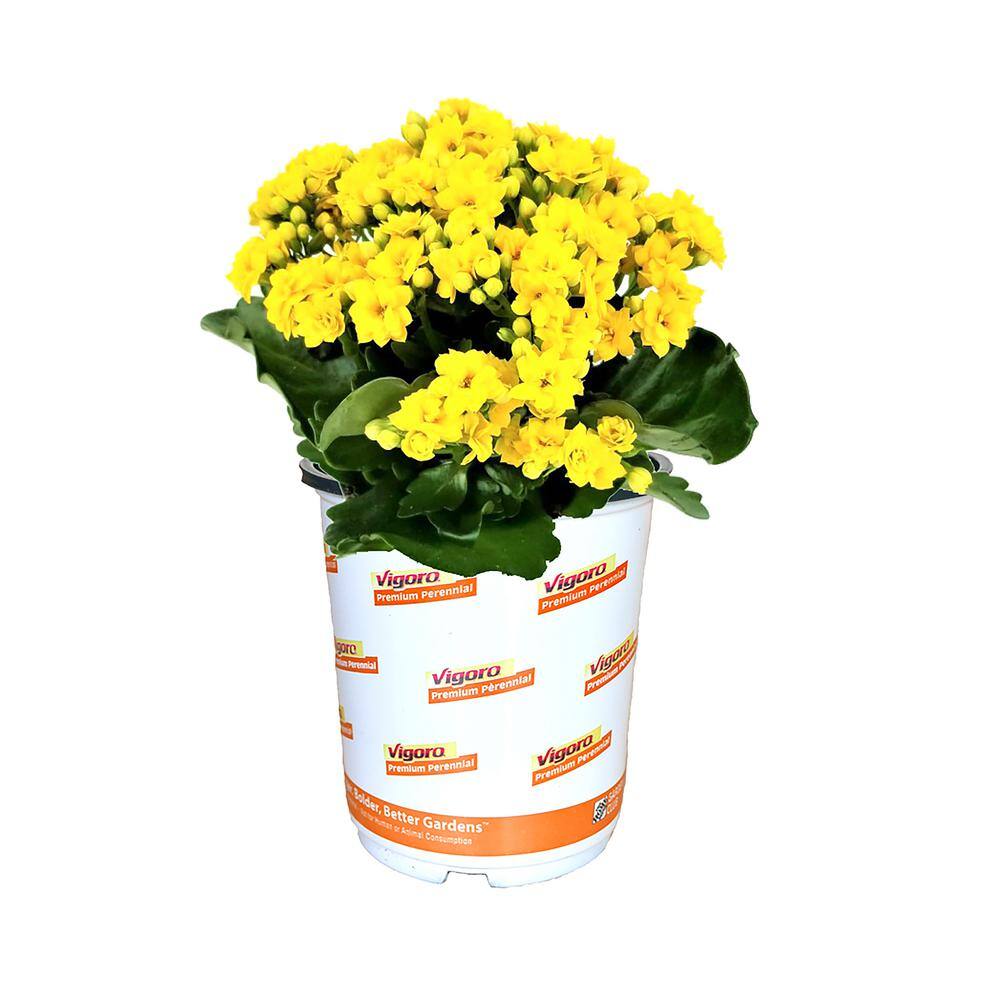 Vigoro 2.5 Qt. Kalanchoe Saja Yellow Annual Plant (1-Pack) 1691 - The ...