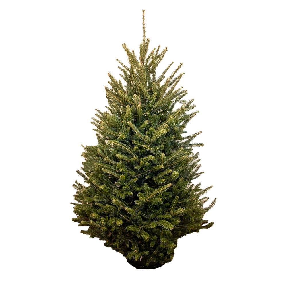 3-4 ft. Freshly Cut Live Fraser Fir Christmas Tree with Stand ...