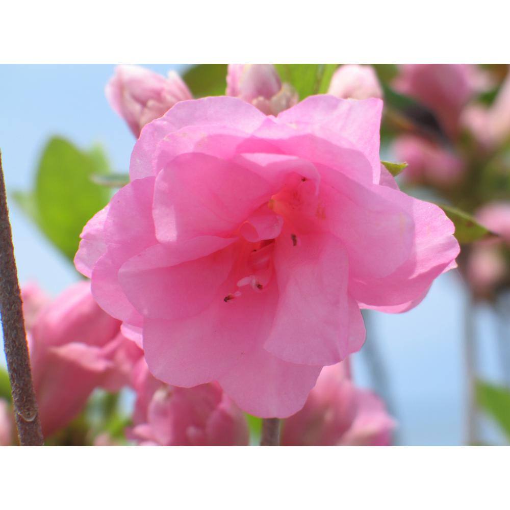 Cottage Gardens 2 Gal. Azalea Rosebud Plant 13AZA2ROS - The Home Depot