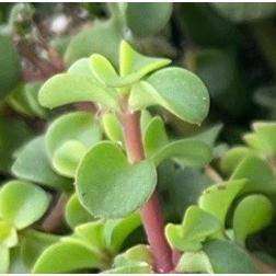 Trailing Elephant Bush Succulents (1-Pack) Succulents-3 - The Home Depot