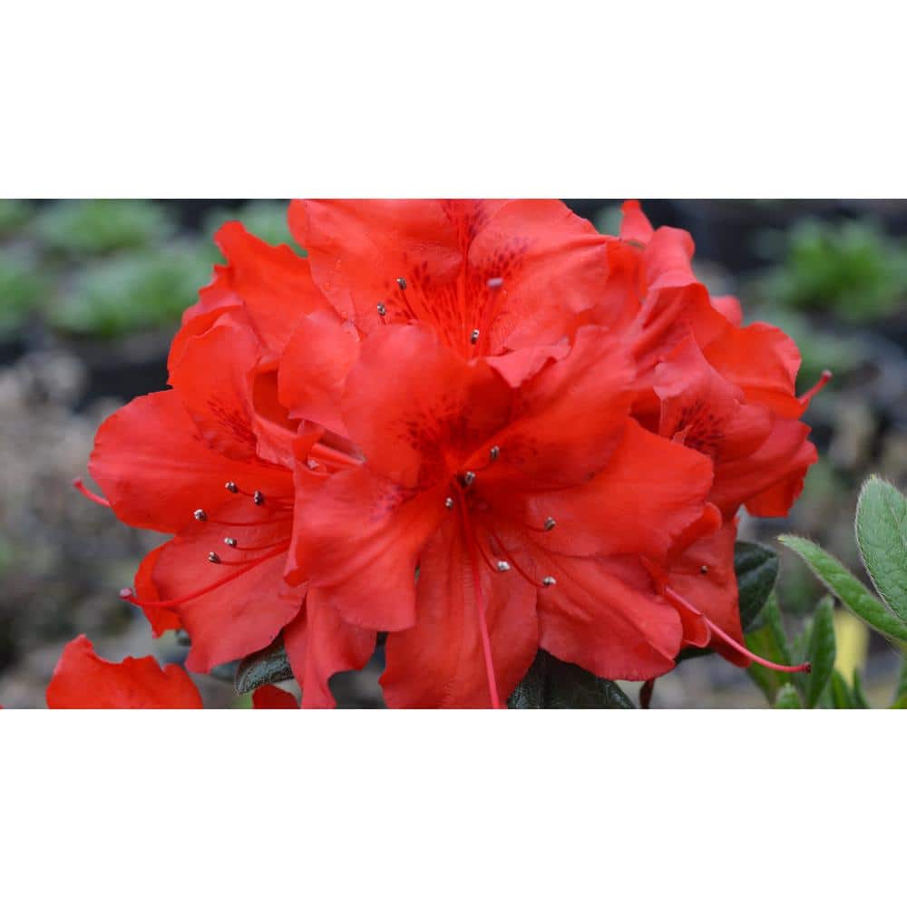 FIRST EDITIONS 2.5 qt. Red Tiara Azalea Flowering Shrub with Red Blooms ...