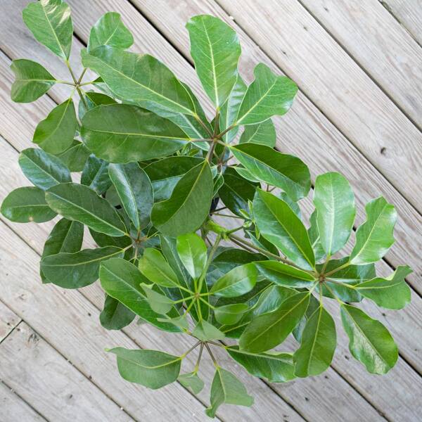 Schefflera Amate Flower | Best Flower Site
