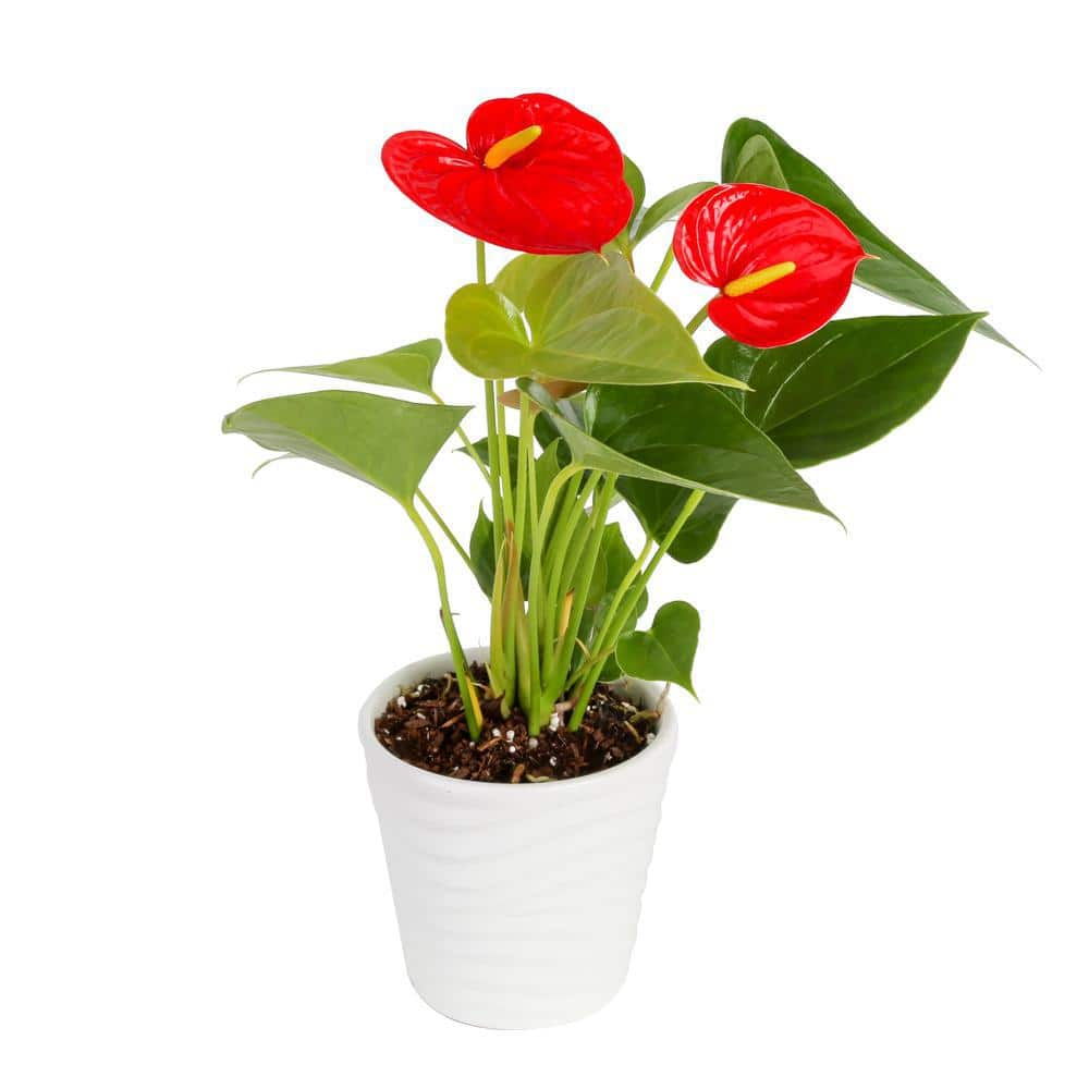 Reviews for Costa Farms 4 in. Anthurium Holiday Plant in Ceramic ...