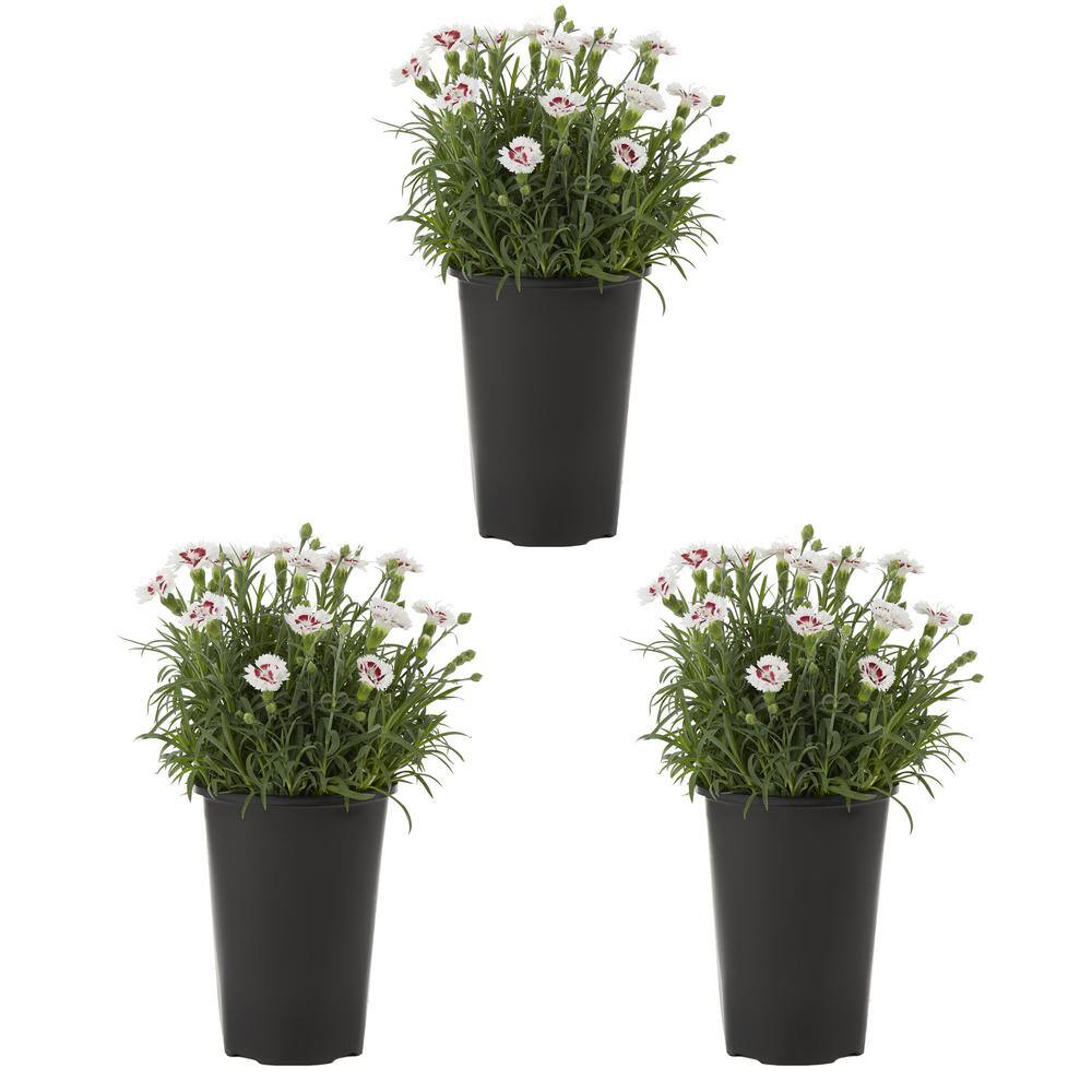 METROLINA GREENHOUSES 2 Qt. White Dianthus Perennial Plant (3-Pack ...