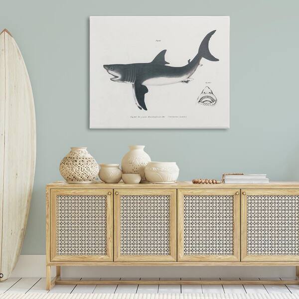 Stupell Industries Detailed Shark Diagram by Phillipa Katz Unframed ...
