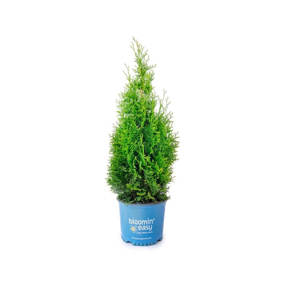 BLOOMIN' EASY 2 Gal. Private Jet Abrovitae (Thuja) Live Shrub ...