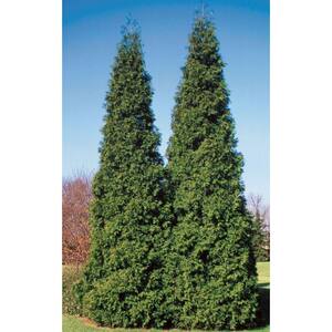 PROVEN WINNERS Spring Grove Western Arborvitae (Thuja) Live Evergreen ...