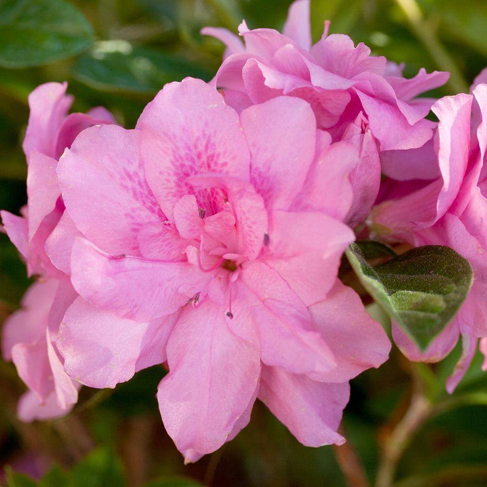 ENCORE AZALEA 3 Gal. Carnation Azalea Shrub with Pink Reblooming ...