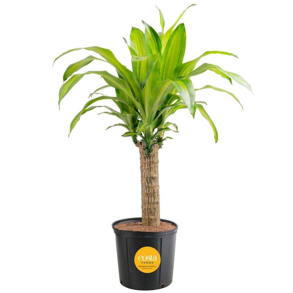Costa Farms Yucca Cane Indoor Plant in 8.75 Grower Pot, Avg. Shipping ...