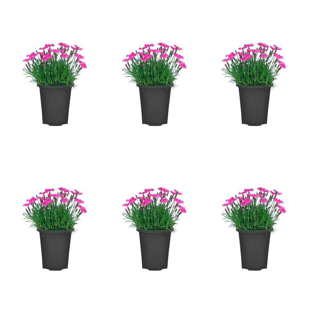 METROLINA GREENHOUSES 1-Pint Dianthus Carnation Pink Annual Plant 78765 ...