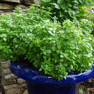 Basil Plant - Herb Plants - Edible Garden - The Home Depot