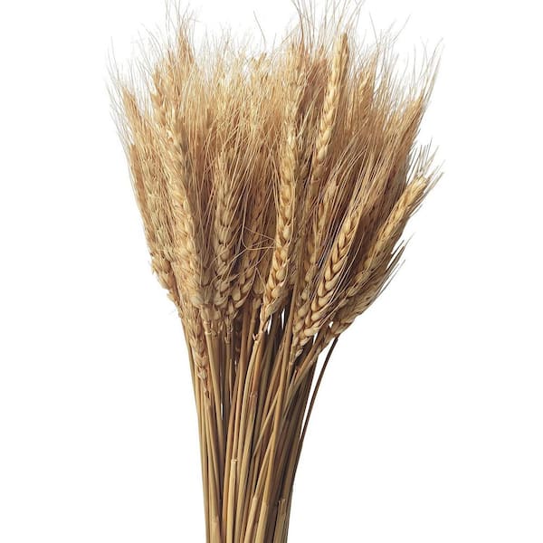 2.83 in. 100-Piece Natural Dried Wheat Stalks Bundle Artificial Plant ...