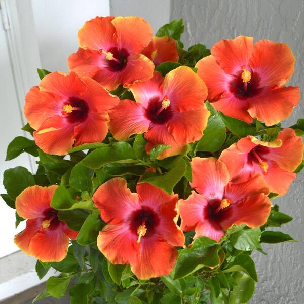 national PLANT NETWORK 2 gal. Hibiscus Fiesta Braided Annual Tree Plant ...