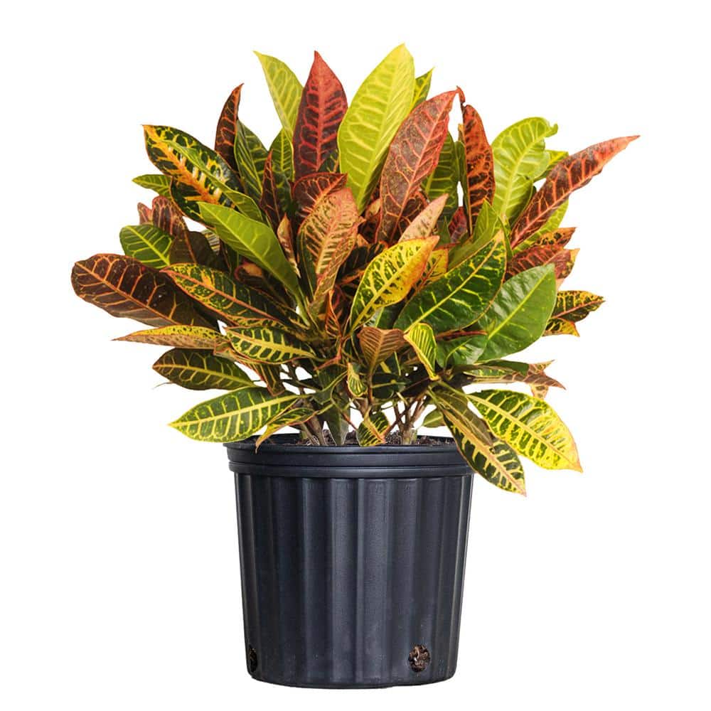 United Nursery Croton Petra Codiaeum Variegatum Live Plant in 9.25 inch ...