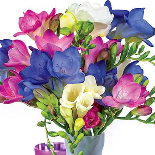 DIRECT GARDENING Multi-Color Flowering Cool Breeze Freesia Blend ...