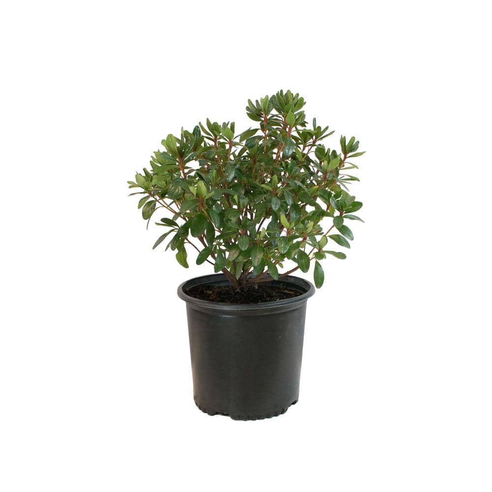 2.25 Gal. Azalea #3 Assorted Varieties - Shrub 1000043240 - The Home Depot