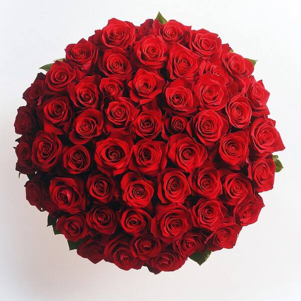 Globalrose Fresh Red roses (50 Stems) 50-red-roses-vd - The Home Depot