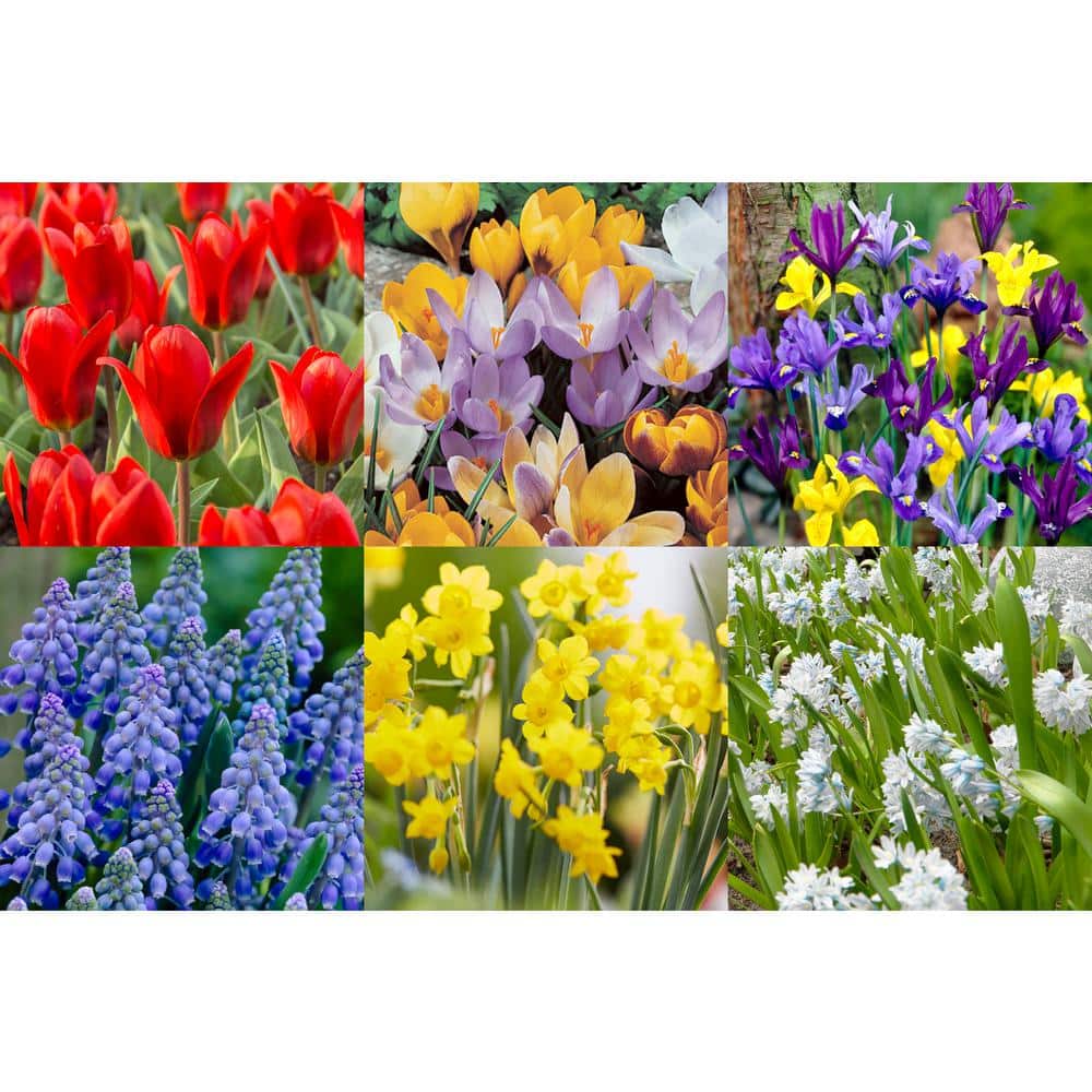 Bloomsz Wild Flower Bulb Mix (100-Pack) 09828 - The Home Depot