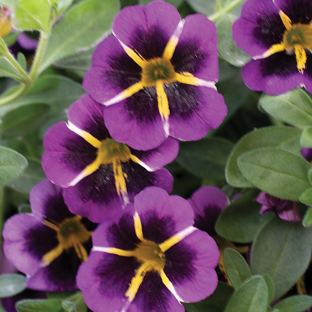 Vigoro 2.6 qt. Tik Tok Blue Calibrachoa Annual Plant with Purple ...