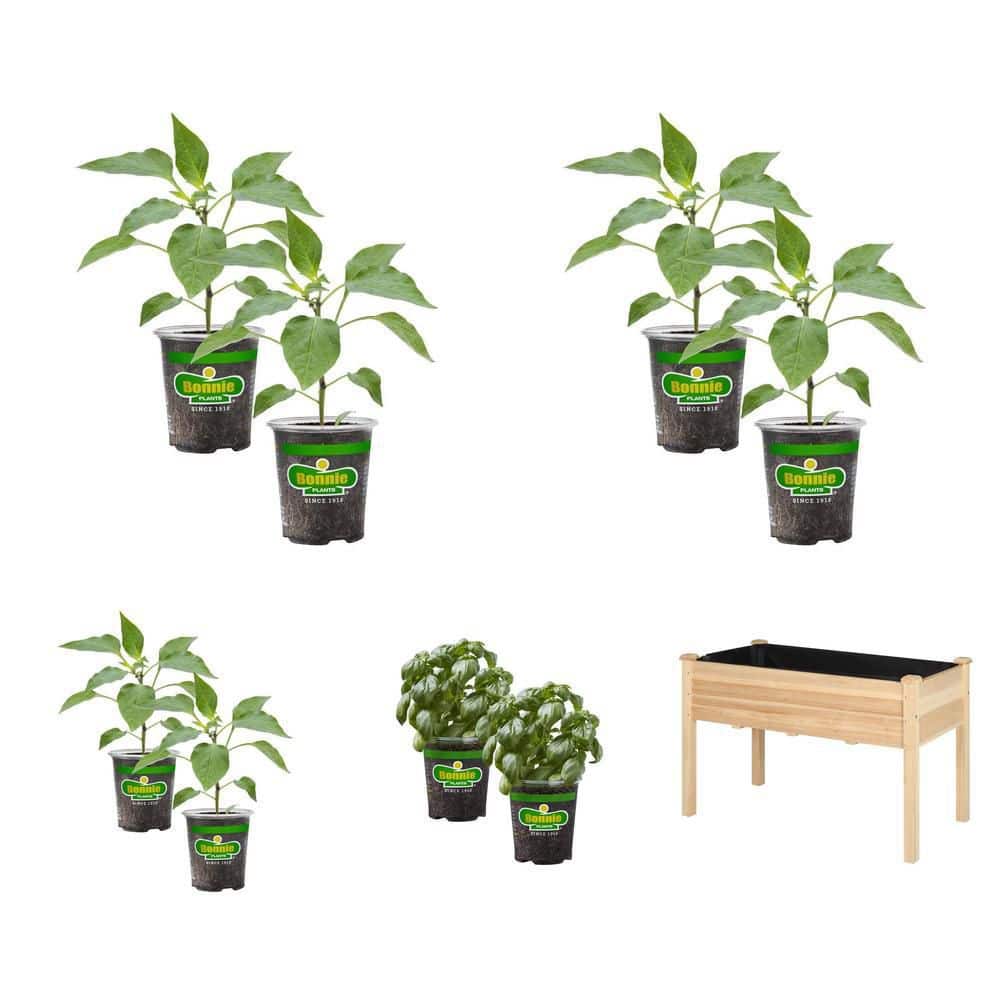 Sweet Green Bell, Hot Jalapeno, Red Bell Pepper, Sweet Basil Plants (2 ...