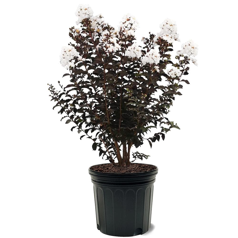 BLACK DIAMOND 7 Gal. Crystalline White Flowering Deciduous Crape Myrtle ...