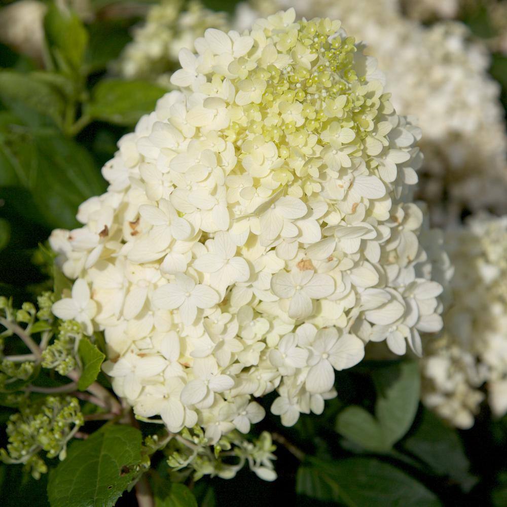 SOUTHERN LIVING 3 Gal. Moon Dance Hydrangea Shrub with White Conical ...